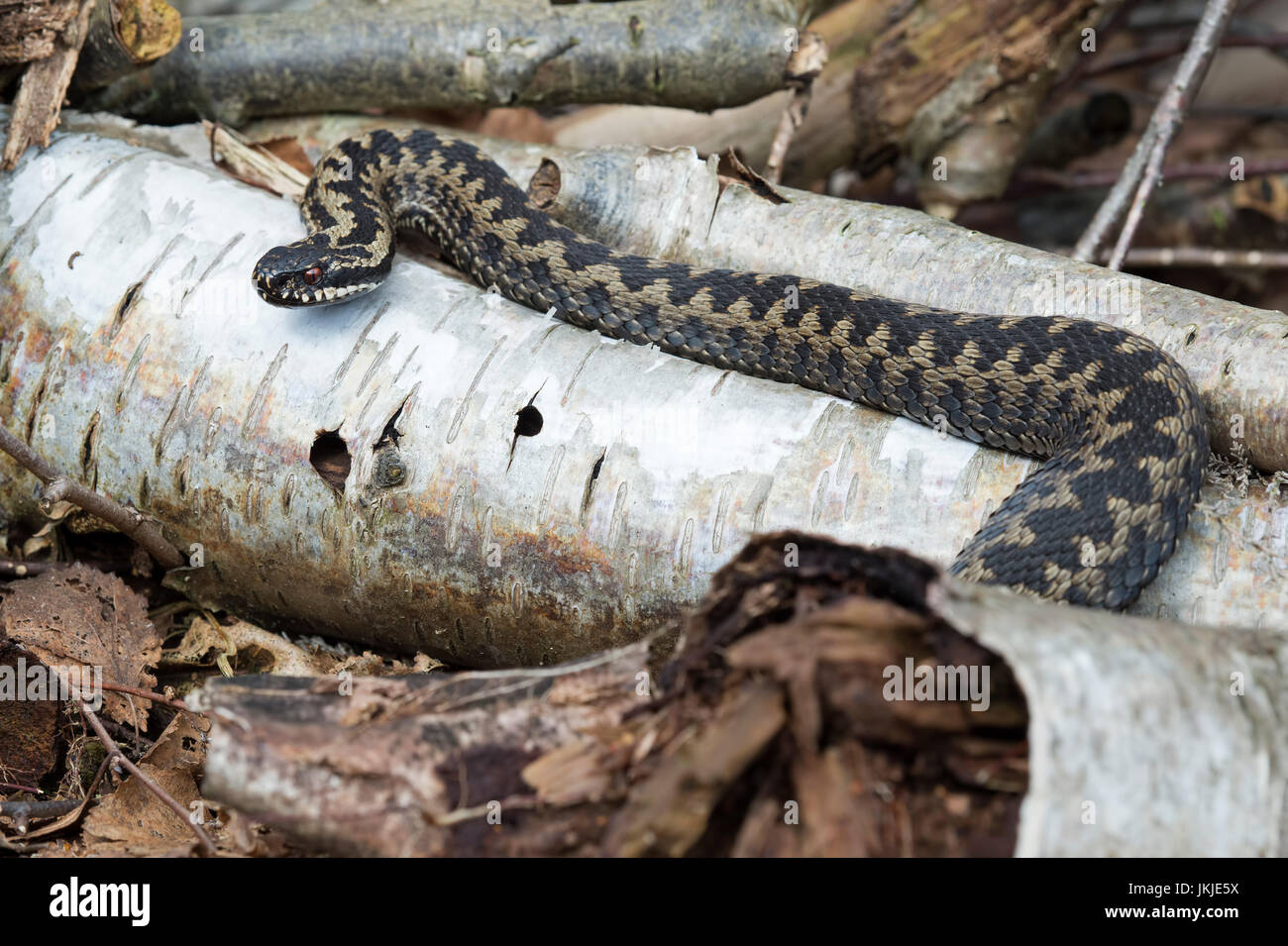European viper fangs hi-res stock photography and images - Alamy