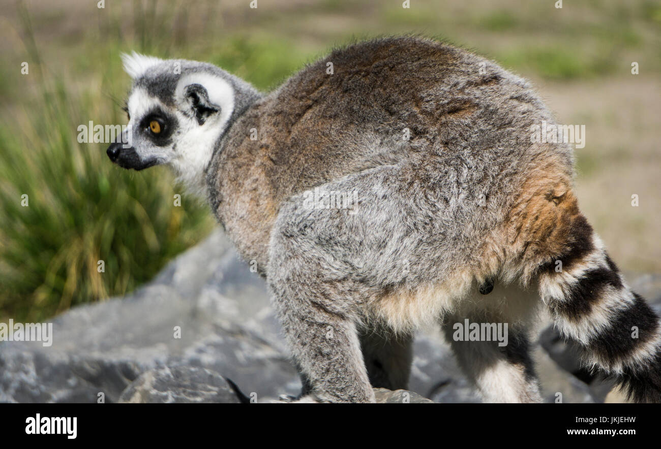 Monkey lemur striped tail hi-res stock photography and images - Alamy