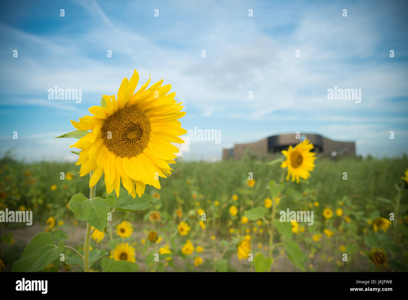 single sunflower in a small field with sunflowers Stock Photo - Alamy