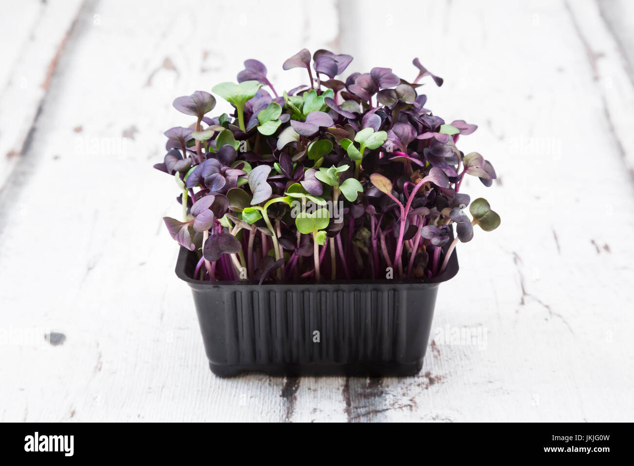Box of organic Sango radish cress Stock Photo - Alamy