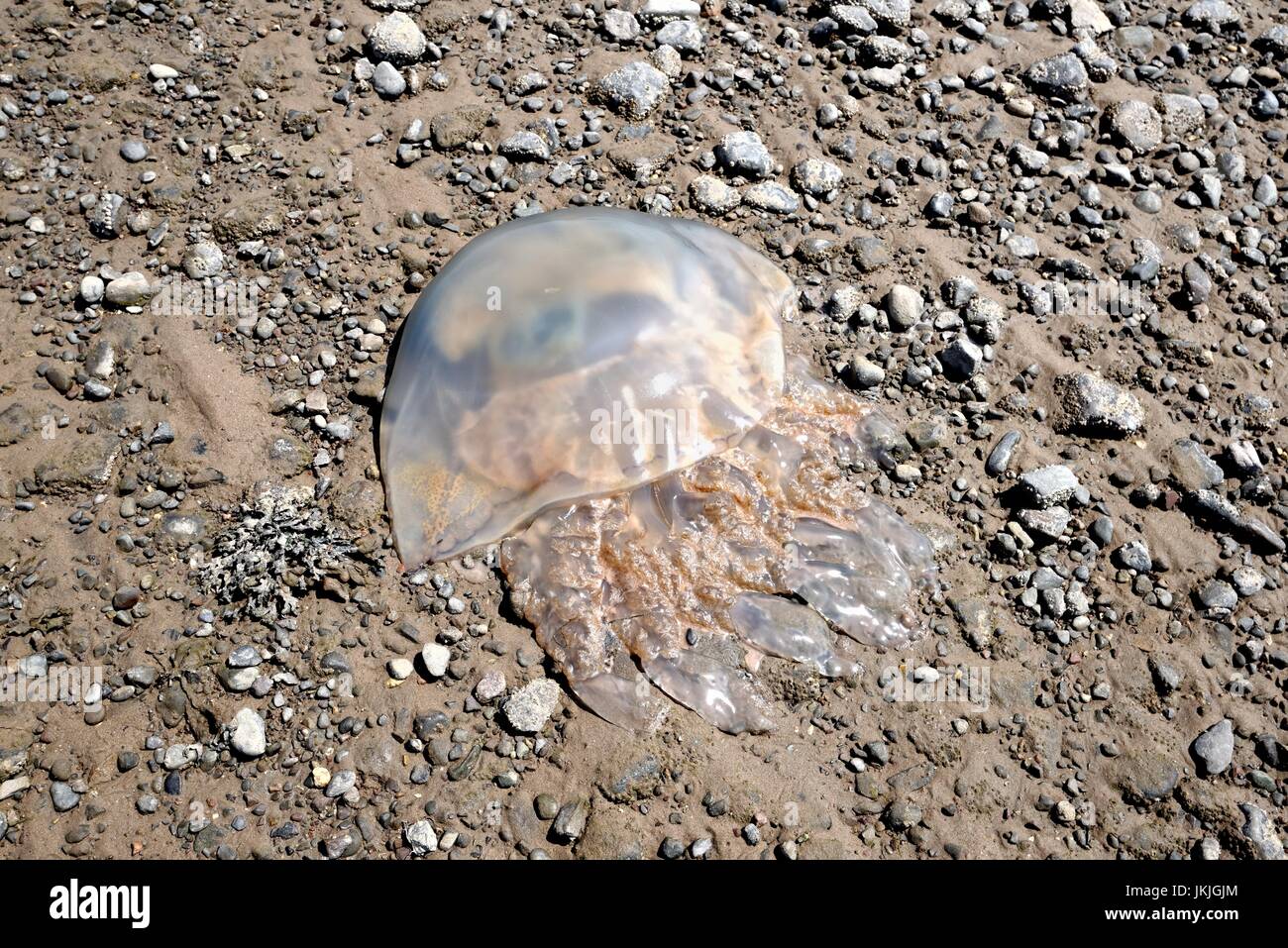 Stranded barrel jellyfish hi-res stock photography and images - Alamy