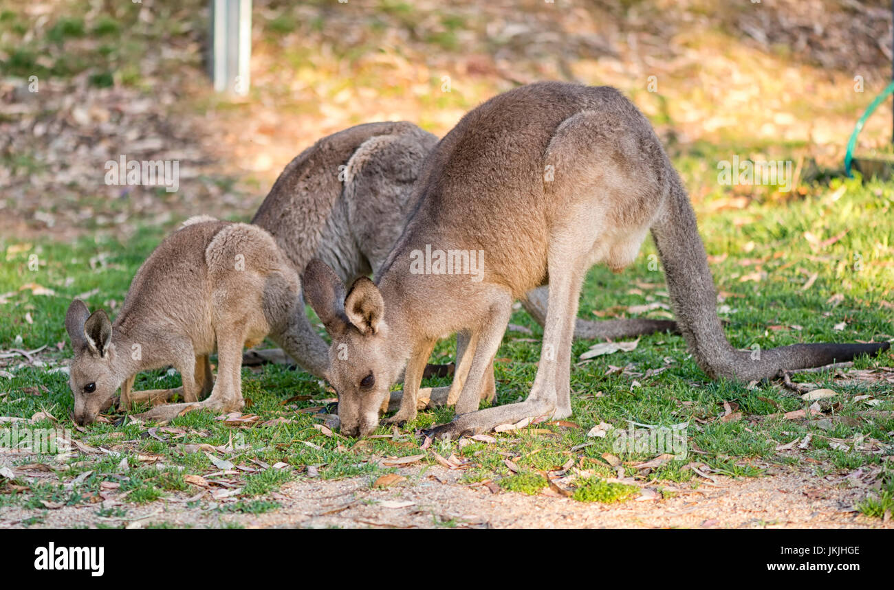 A photo of a kangaroo family feeding together Stock Photo - Alamy