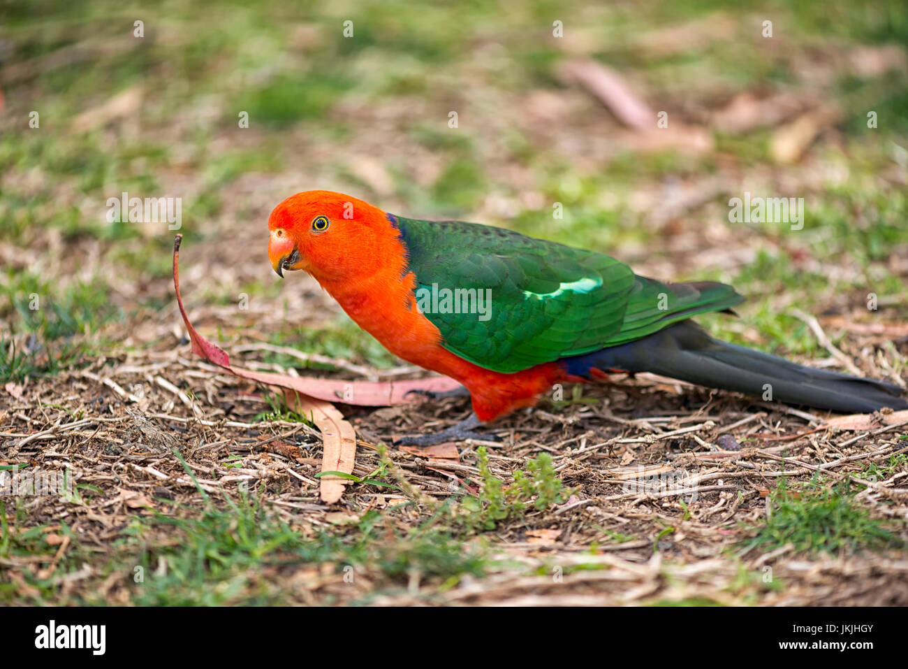 A vivid photo of australian king parrot sitting on a ground Stock Photo ...