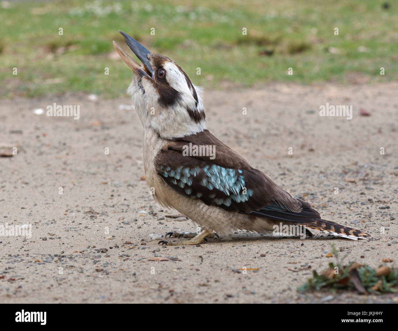 A closeup photo of laughing kookaburra, Australia Stock Photo - Alamy