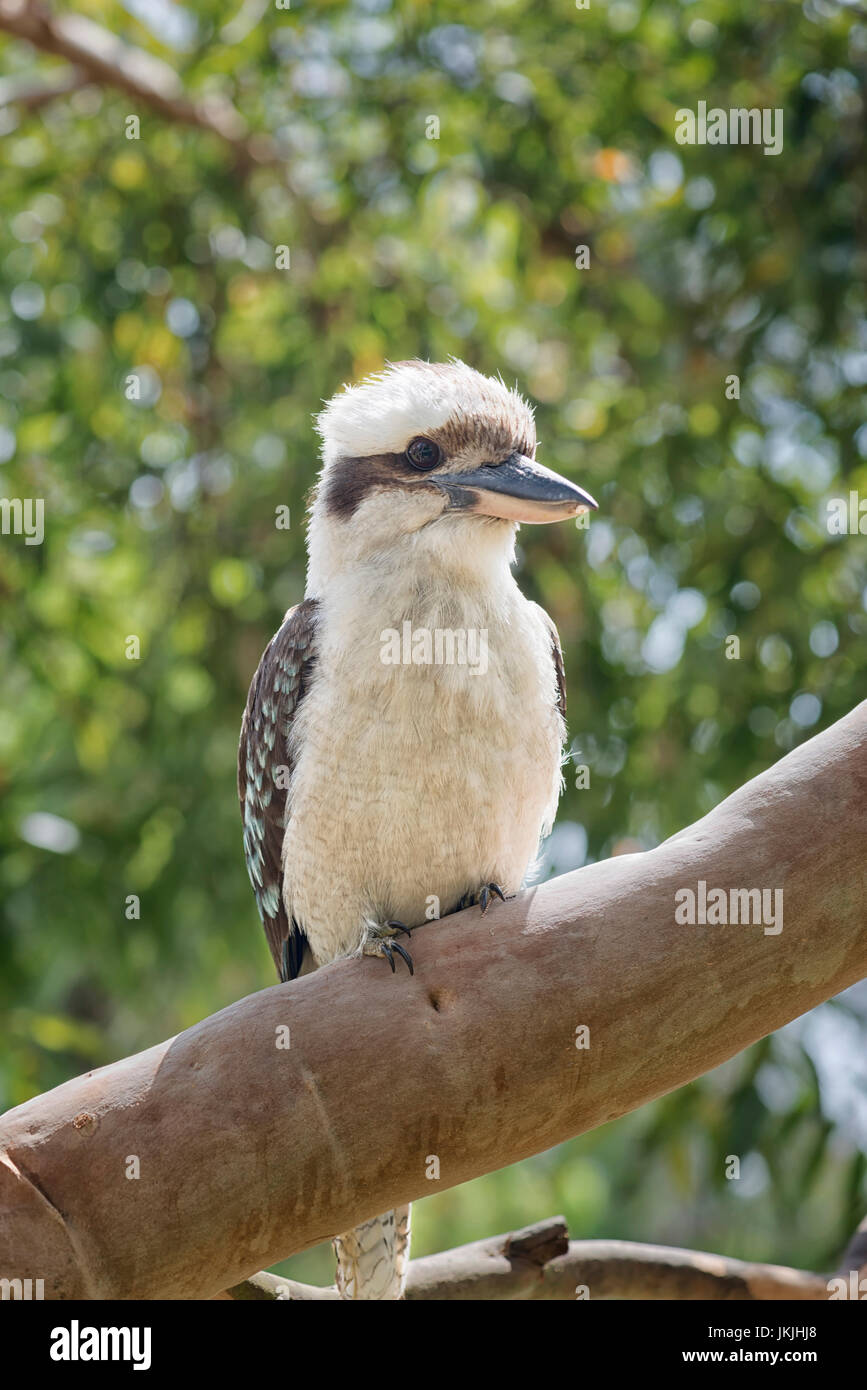 A portrait photo of a kookaburra sitting on a tree Stock Photo - Alamy
