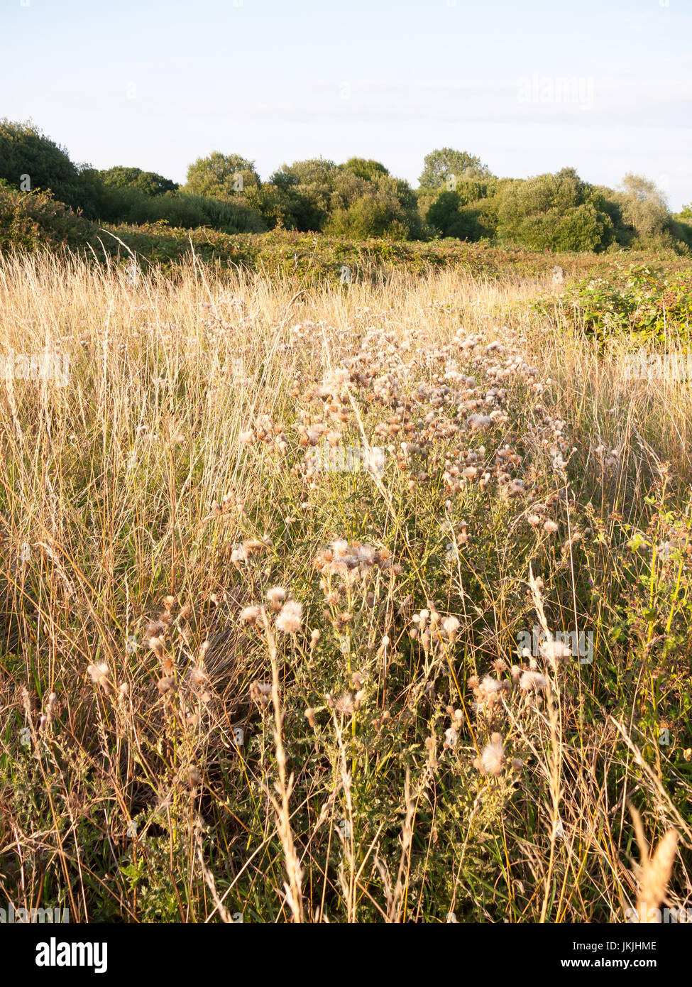 Fluffy thistledown hi-res stock photography and images - Alamy