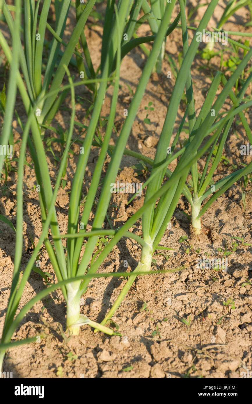 Group of spring onions hi-res stock photography and images - Alamy
