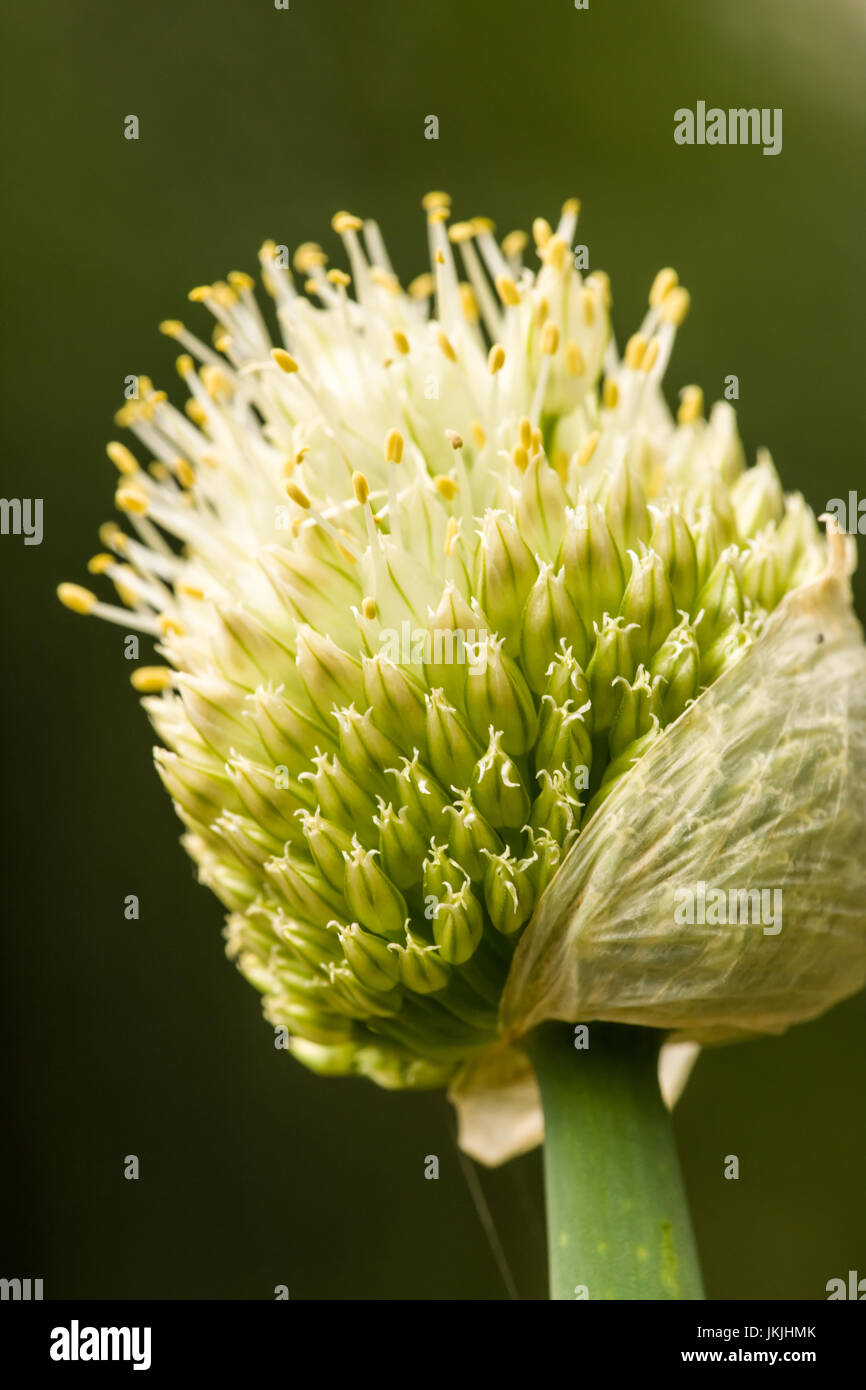 Bunching onion hi-res stock photography and images - Alamy