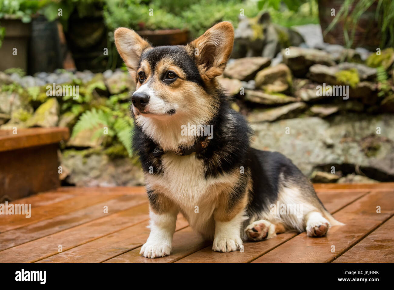 Tucker, a six month old Corgi puppy, posing on his wooden deck in ...