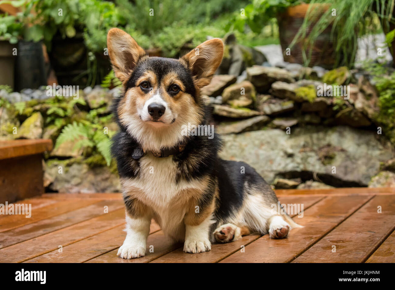 Tucker, a six month old Corgi puppy, posing on his wooden deck in ...