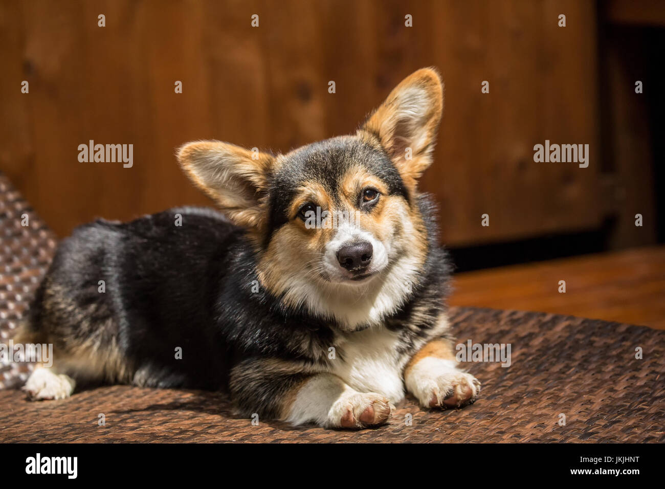 Tucker, a six month old Corgi puppy, posing on a lawn chair in Issaquah ...
