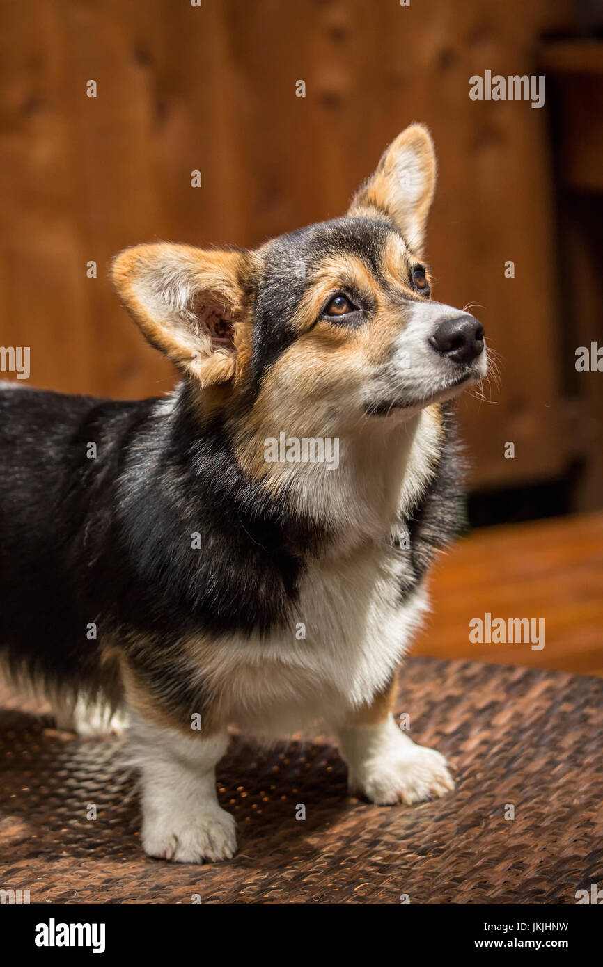 Tucker, a six month old Corgi puppy, posing on a lawn chair in Issaquah ...