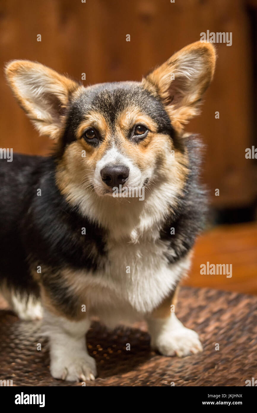 Tucker, a six month old Corgi puppy, posing on a lawn chair in Issaquah ...