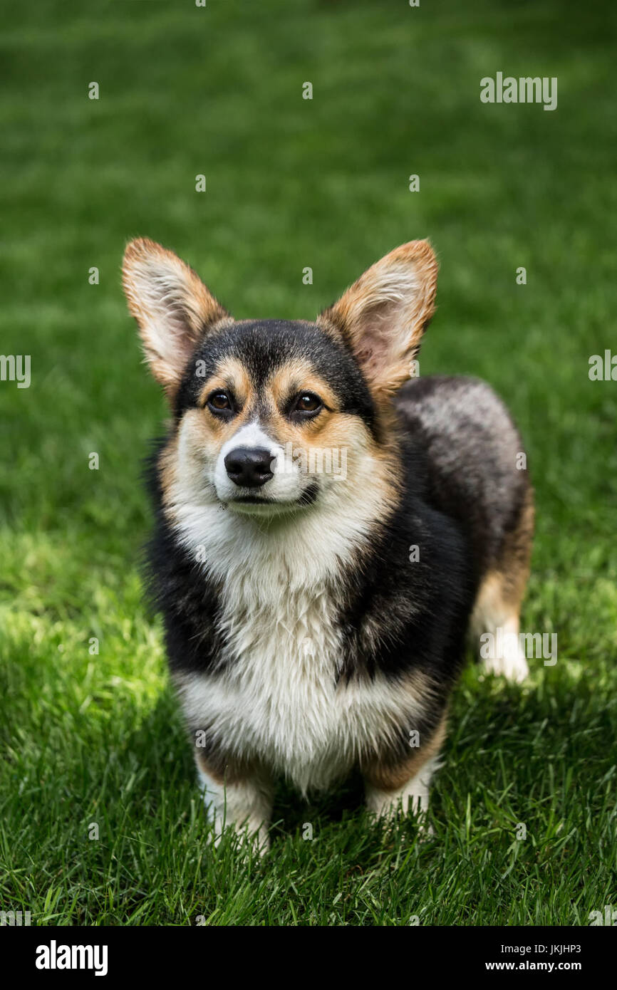 Tucker, a six month old Corgi puppy, posing on his lawn in Issaquah ...