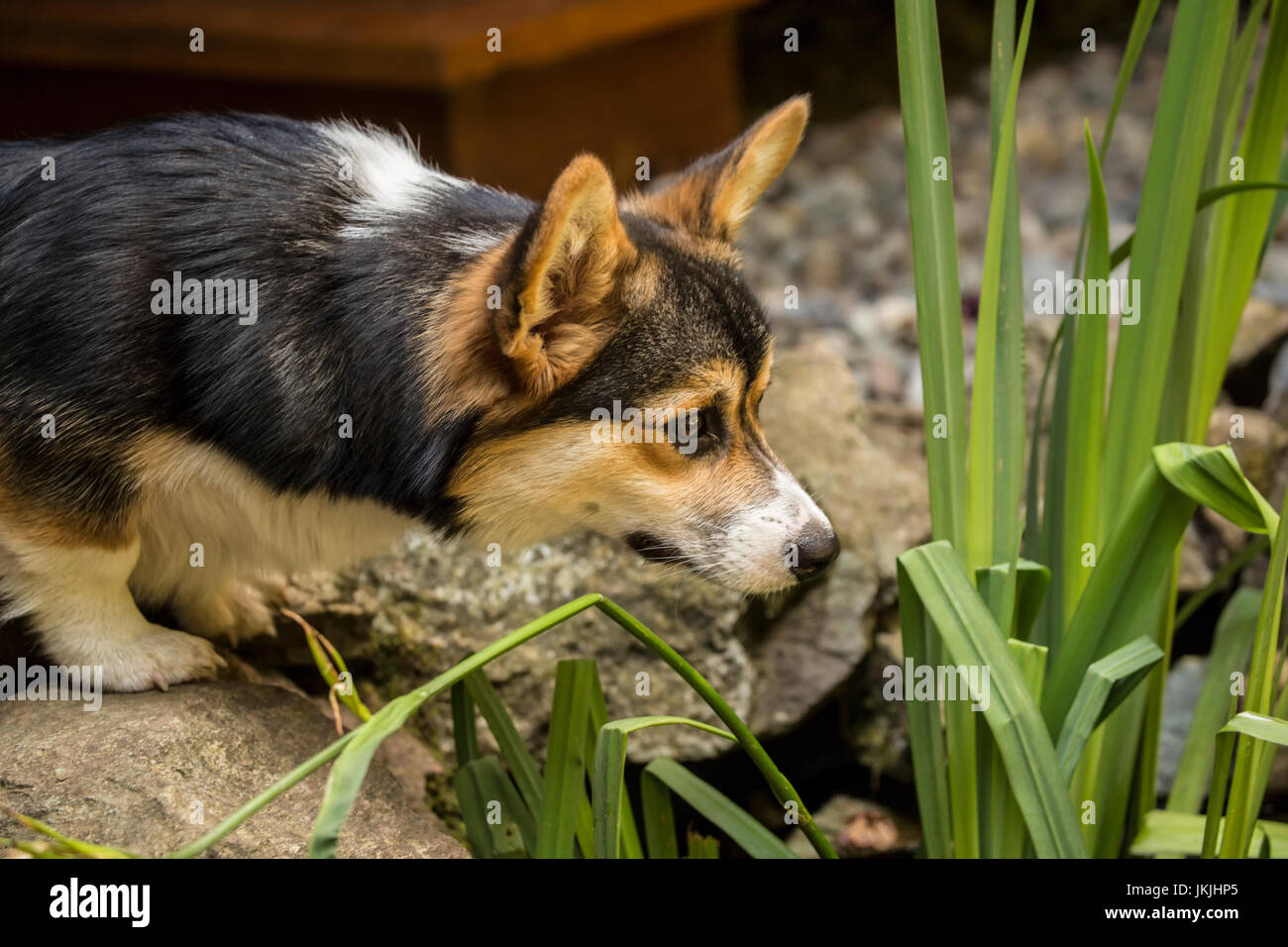 Tucker, a six month old Corgi puppy, intently watching koi in a small ...