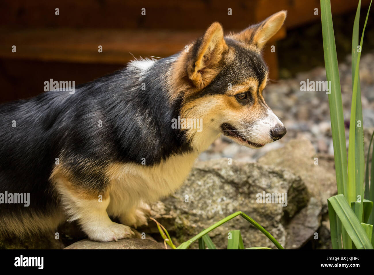 Tucker, a six month old Corgi puppy, intently watching koi in a small ...