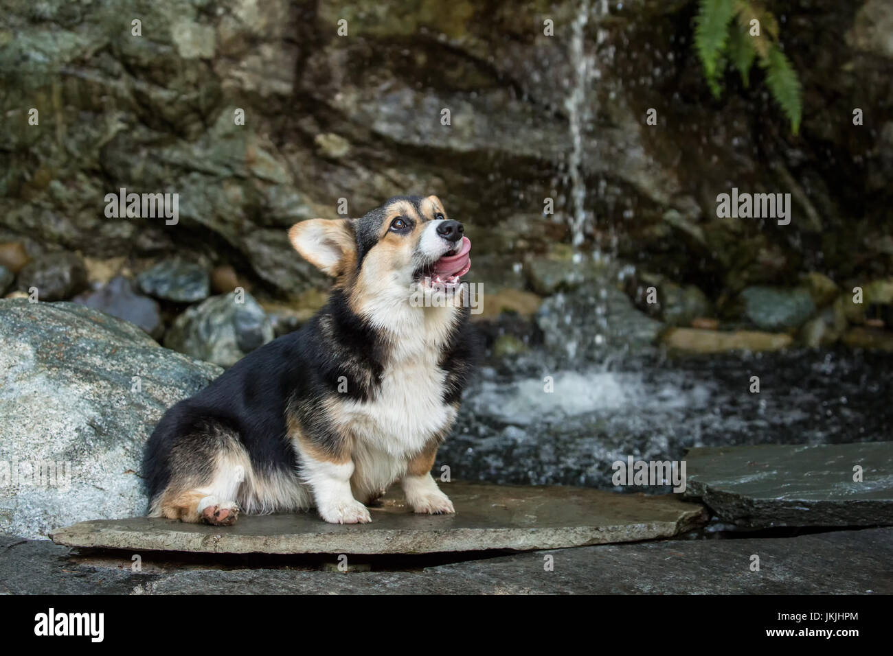 Tucker, a six month old Corgi puppy, posing in front of a waterfall in ...