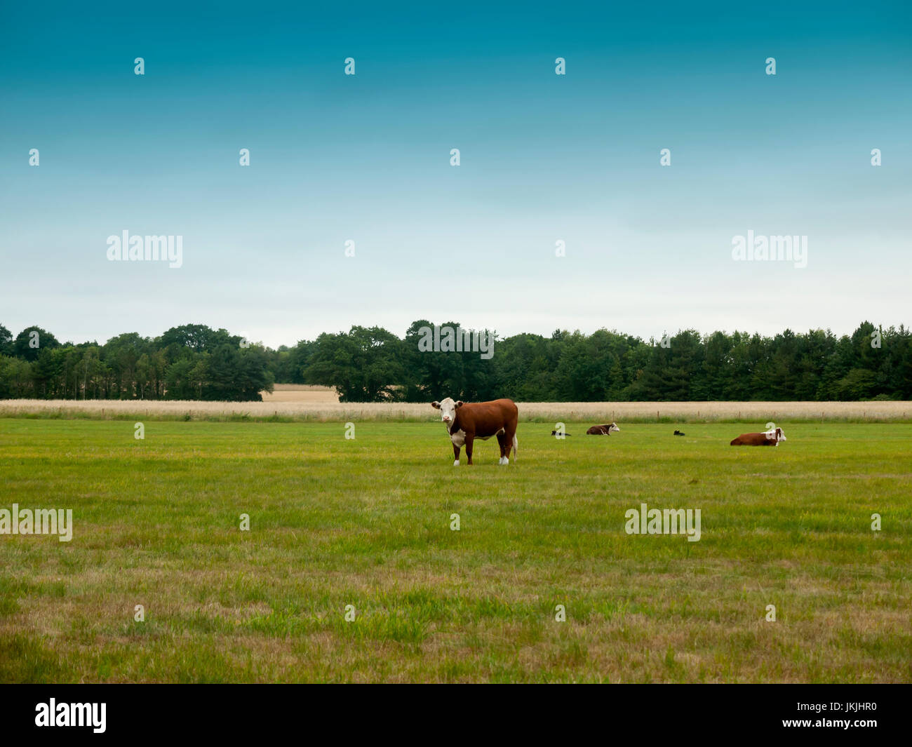 cows grazing in a country farm field; Essex; UK Stock Photo - Alamy