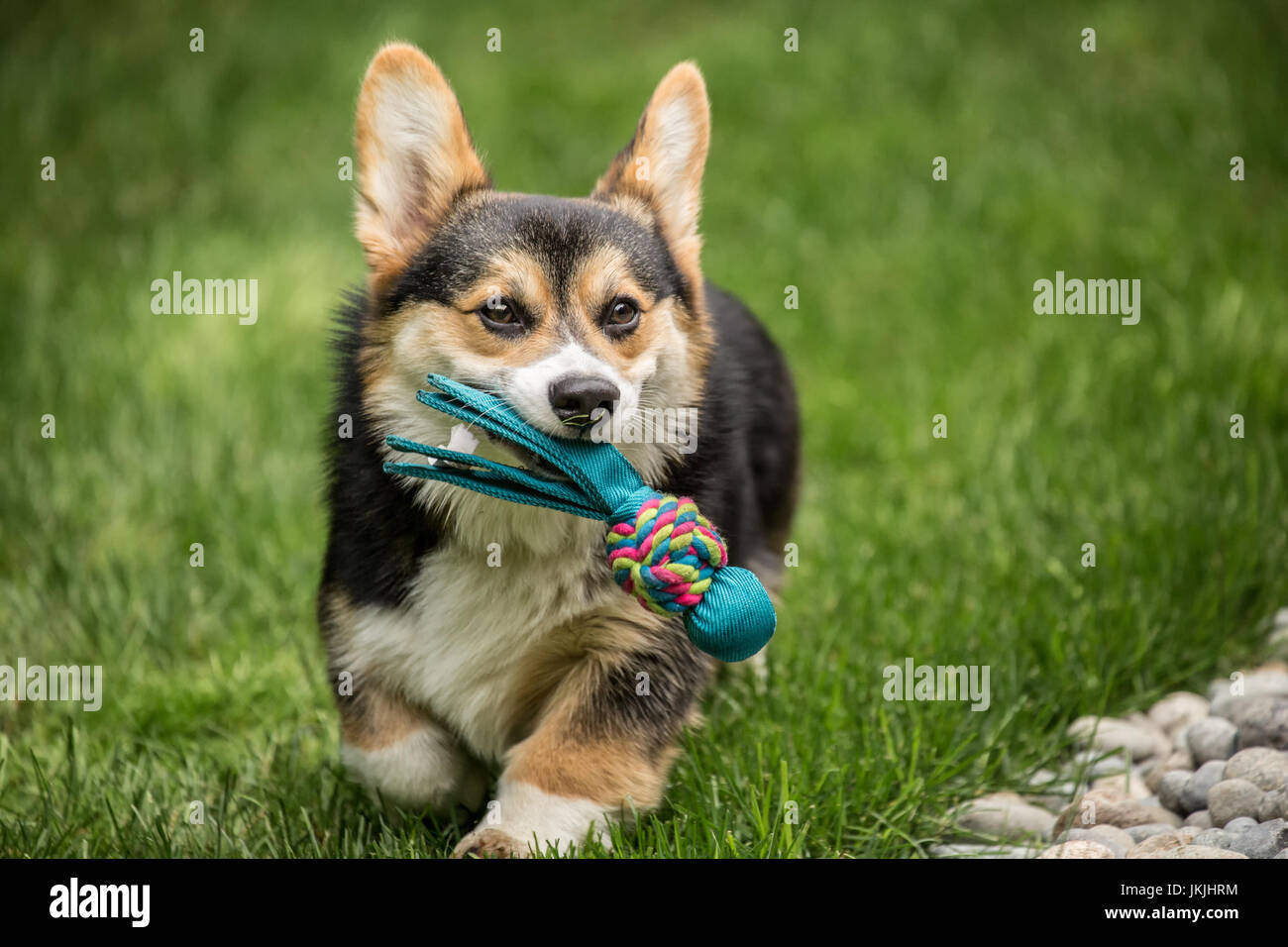 Tucker, a six month old Corgi puppy, fetching his toy that had just ...