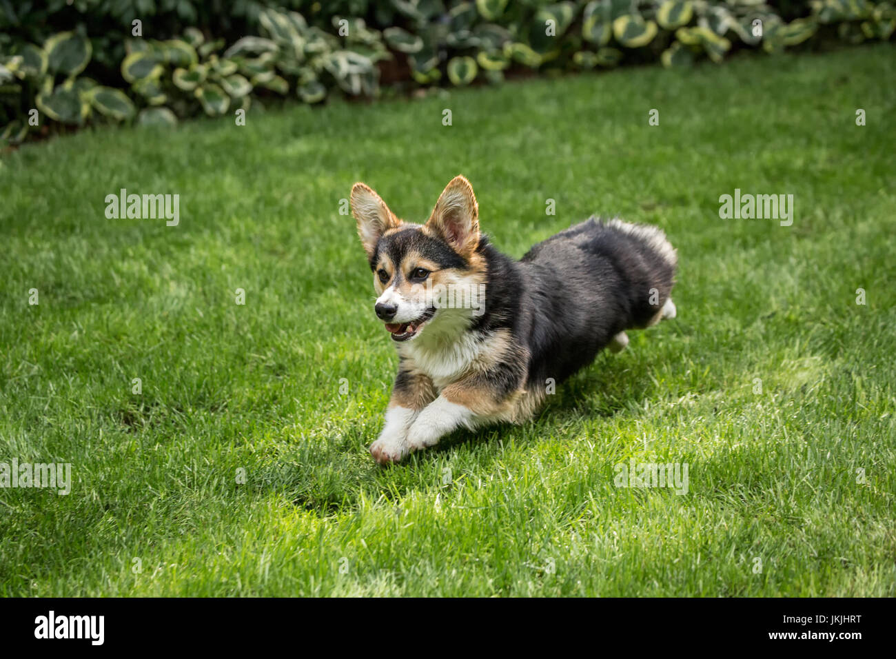 Can A Corgi Run