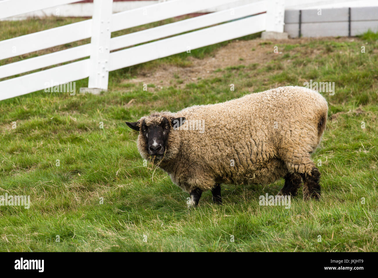 Southdown sheep hi-res stock photography and images - Alamy