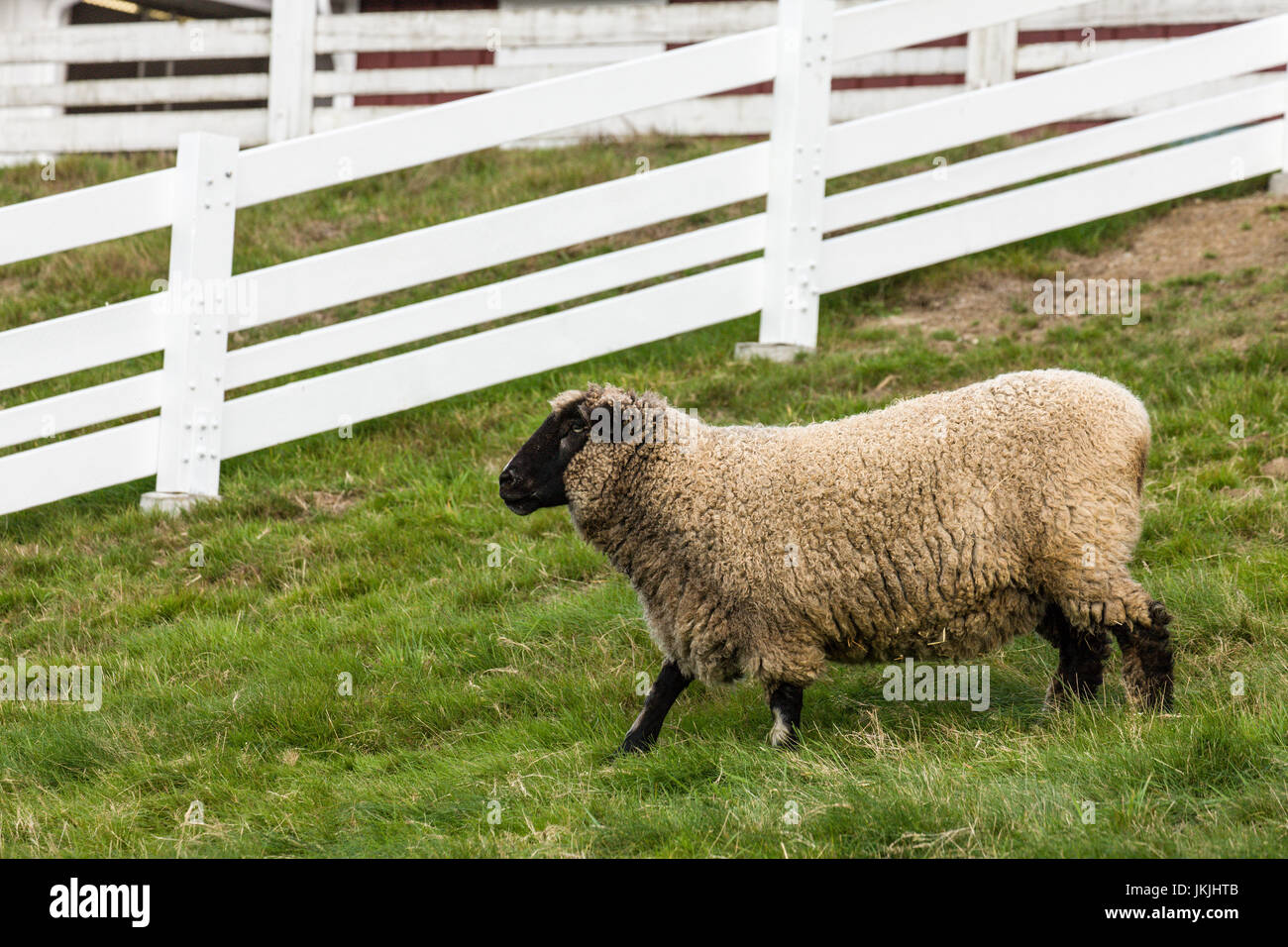 Southdown hi-res stock photography and images - Alamy