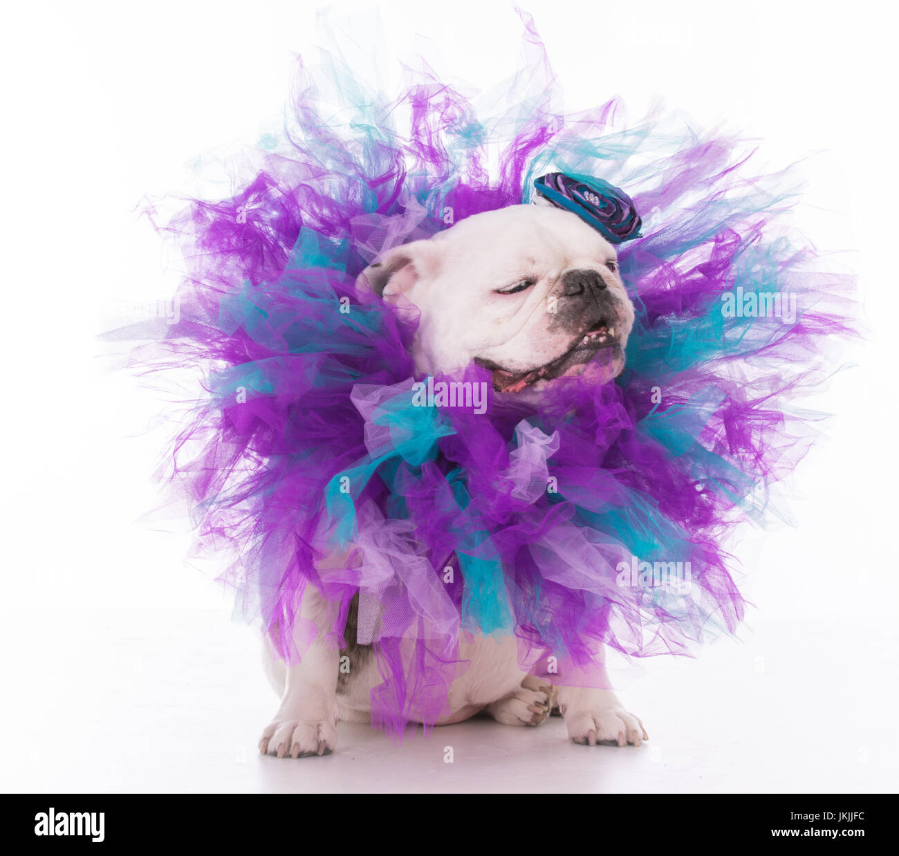 Humanize hi-res stock photography and images - Alamy