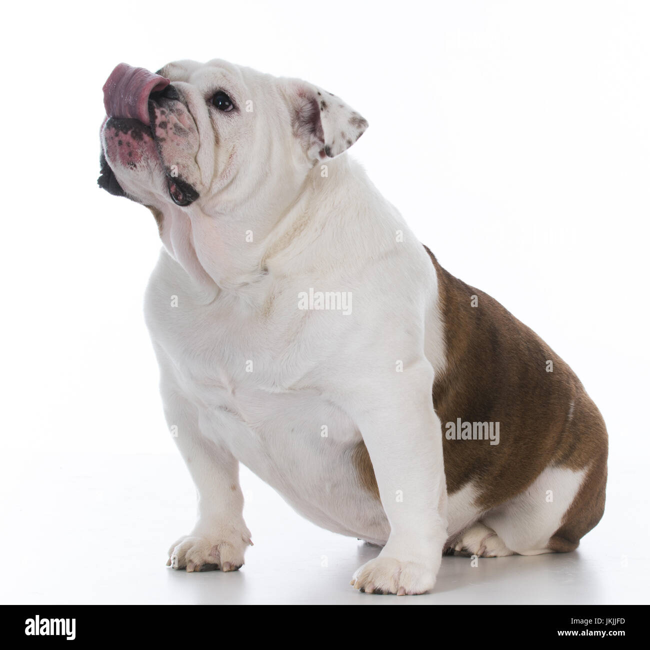 female english bulldog portrait on white background Stock Photo - Alamy