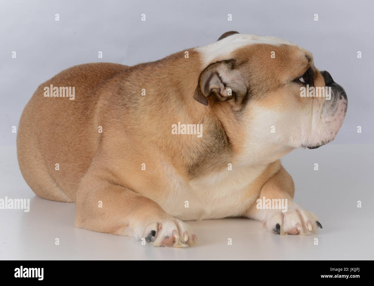 fawn coloured female bulldog portrait on grey background Stock Photo ...