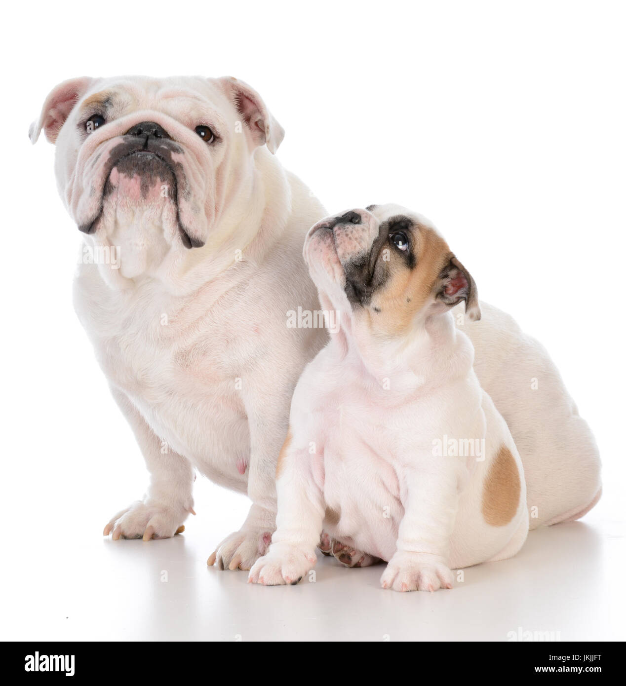 mother and son bulldogs on white background Stock Photo - Alamy