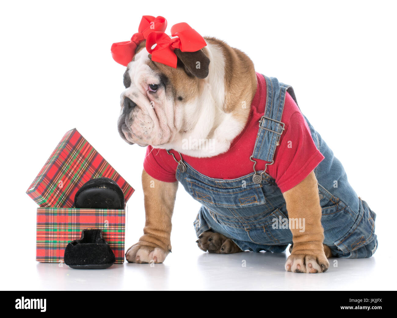 bulldog wearing clothing sitting beside a box of shoes Stock Photo - Alamy