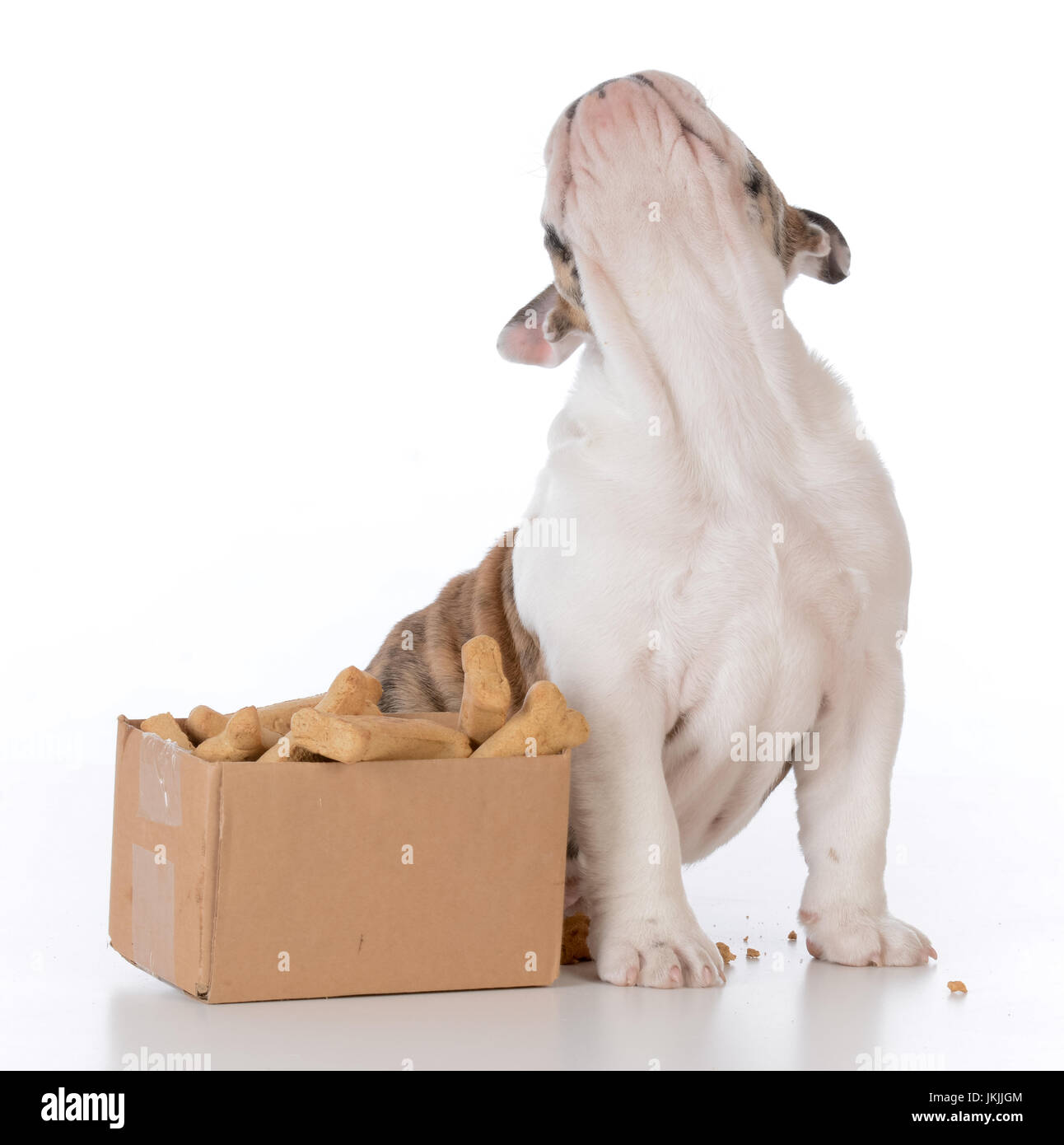 bulldog puppy with a cardboard box full of bones Stock Photo - Alamy