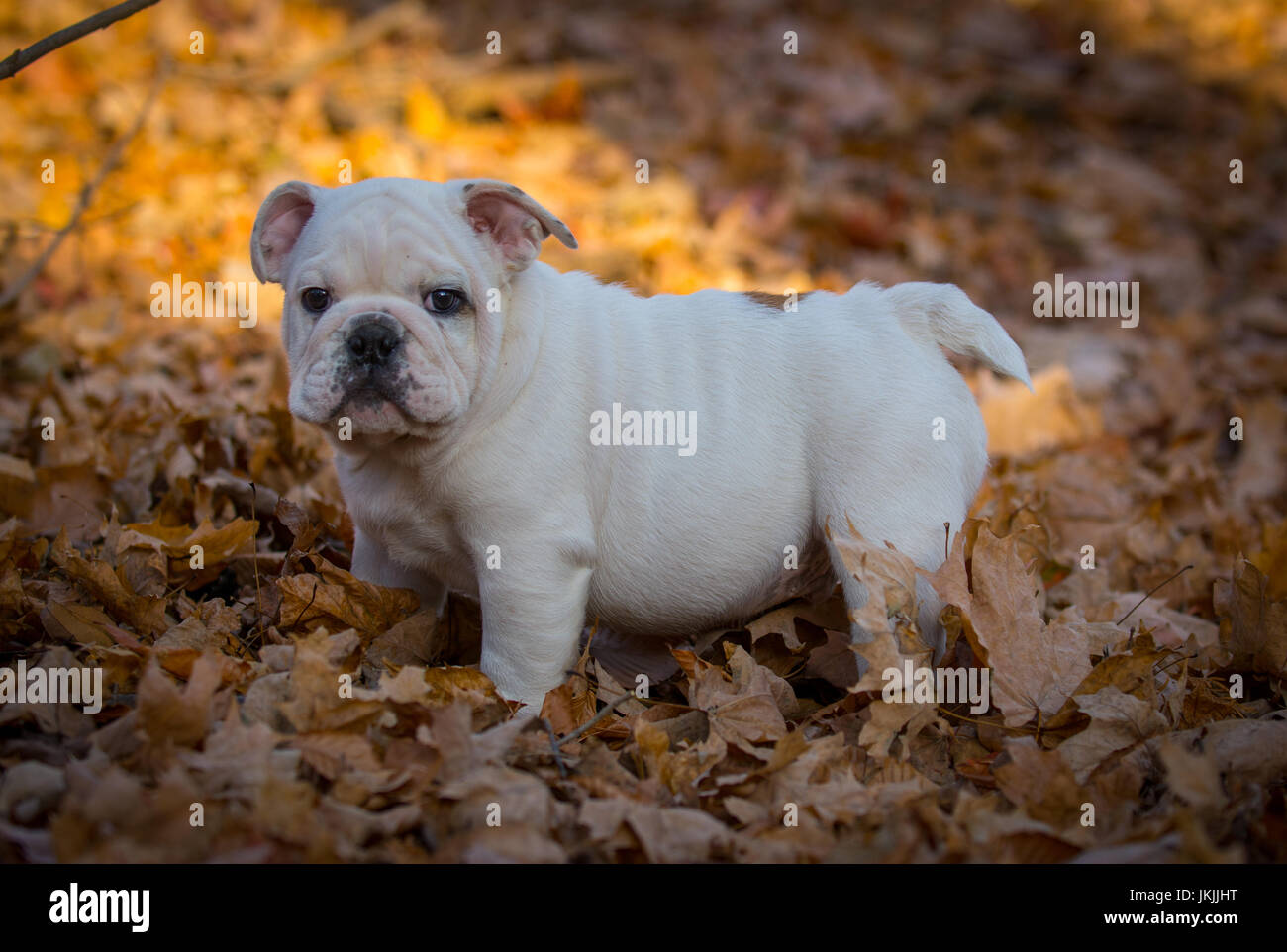 bulldog puppy playing outside in the autumn leaves Stock Photo - Alamy