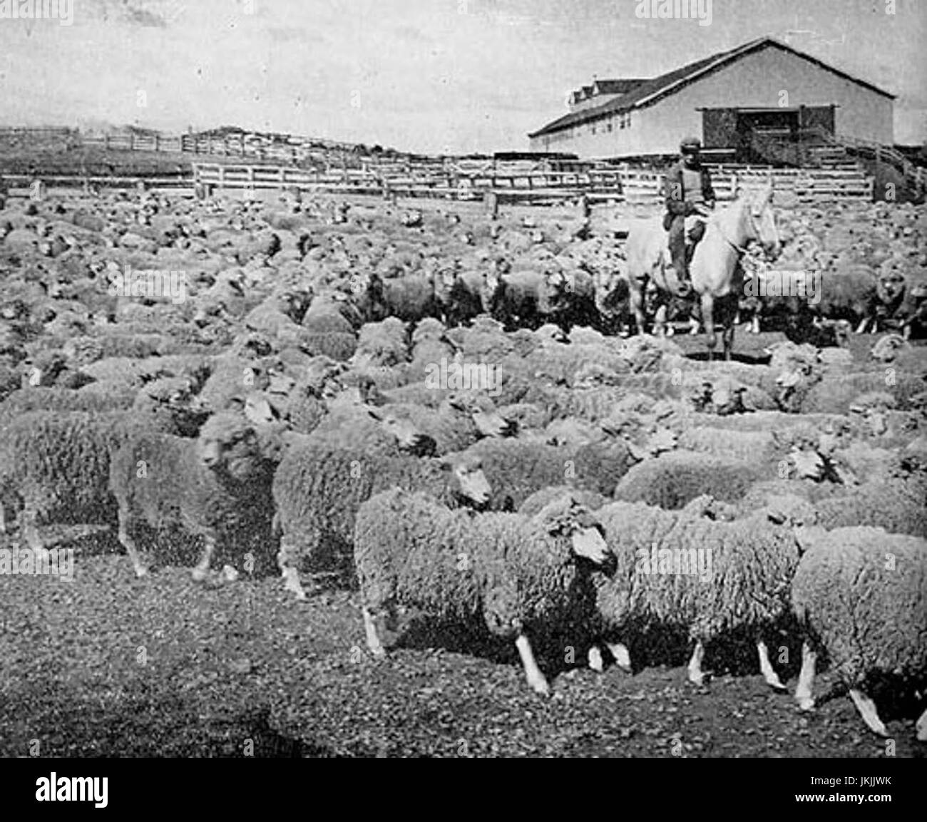 Tierra del Fuego sheep ranch, 1942 Stock Photo - Alamy