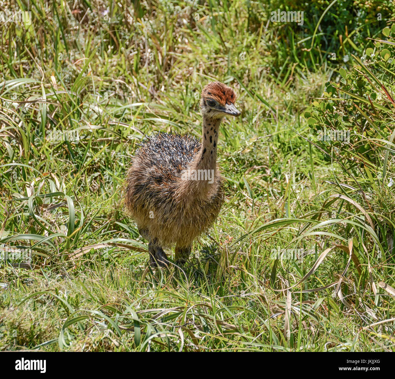 Juvenile ostriches hi-res stock photography and images - Alamy