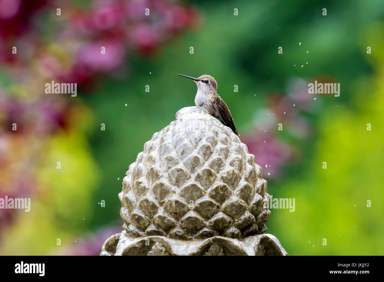 Hummingbird taking a bath on top of water fountain in garden backyard ...