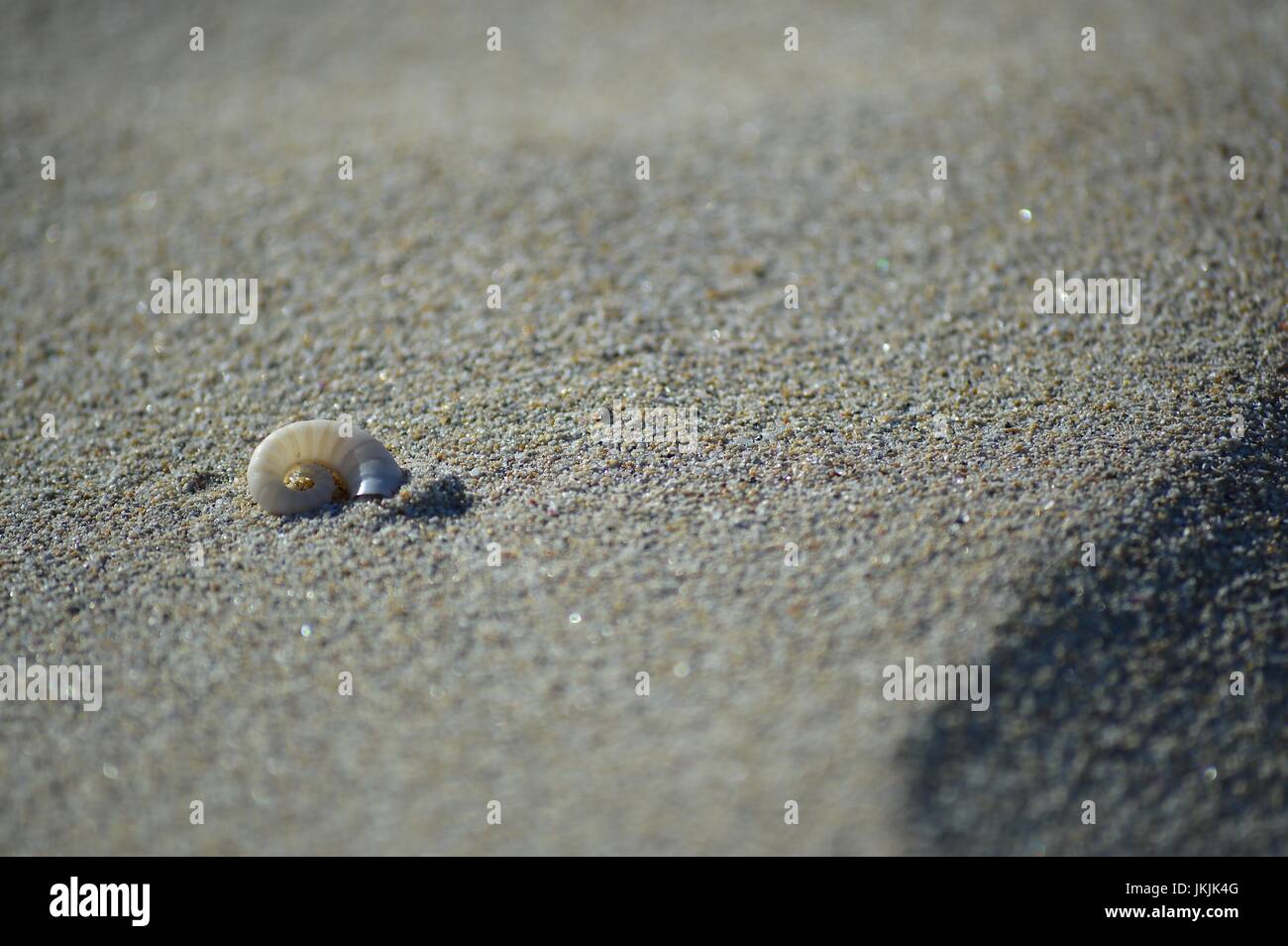 Australia shells seashells hi-res stock photography and images - Alamy