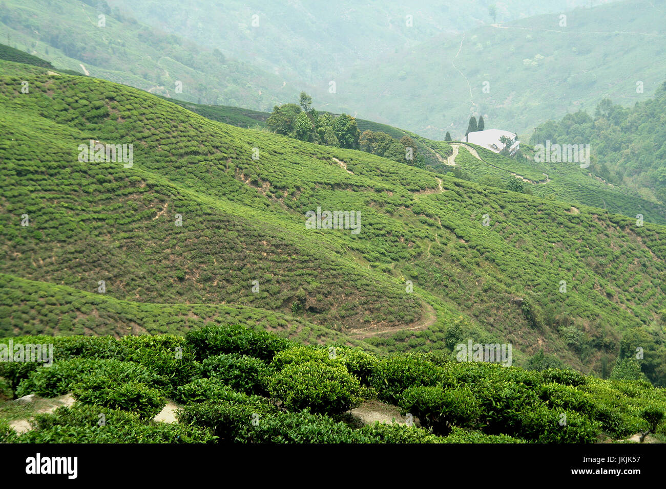Tea crop grown on mountain slope in Darjeeling, India, Asia Stock Photo ...