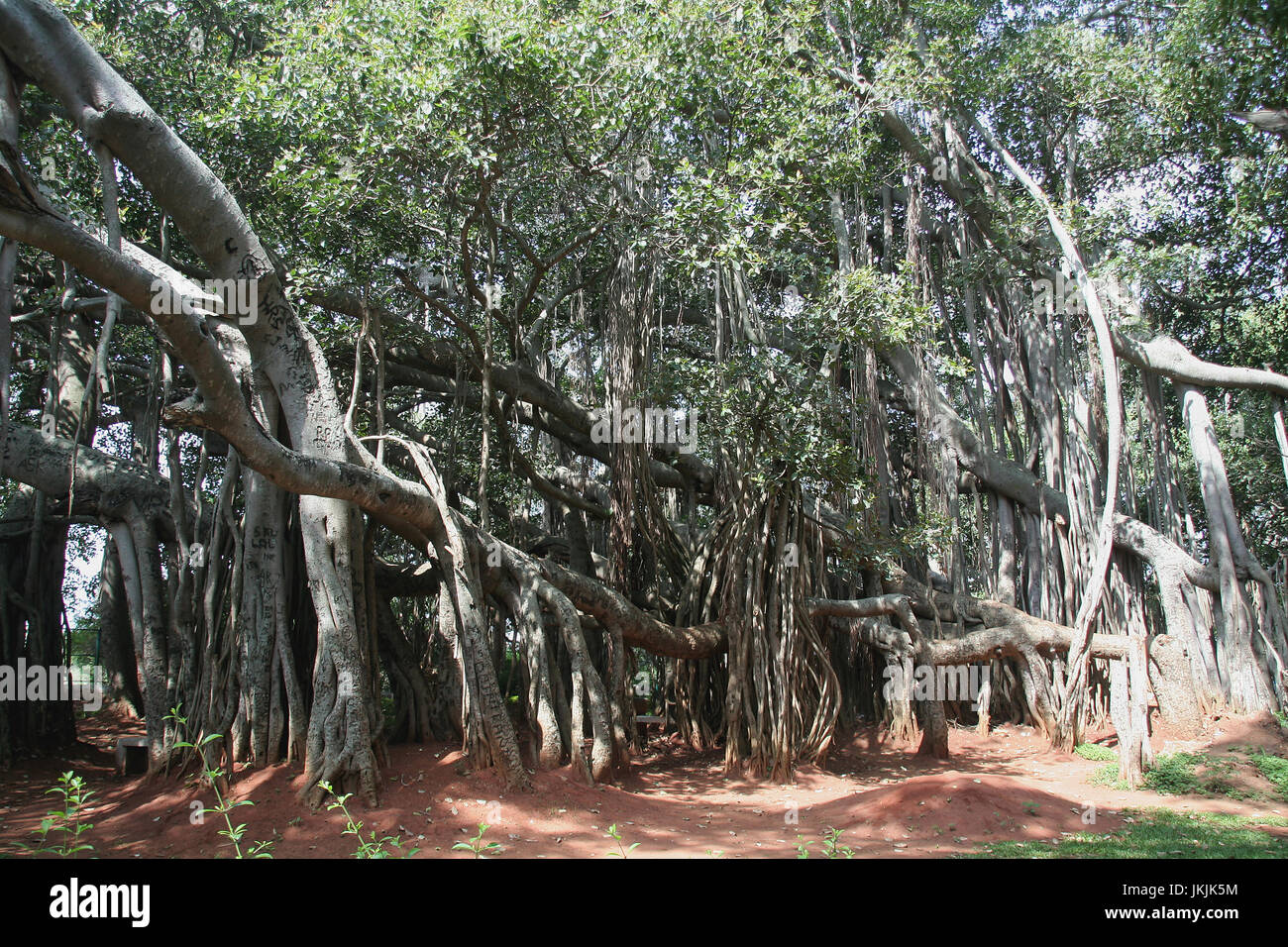 Big banyan tree karnataka hi-res stock photography and images - Alamy