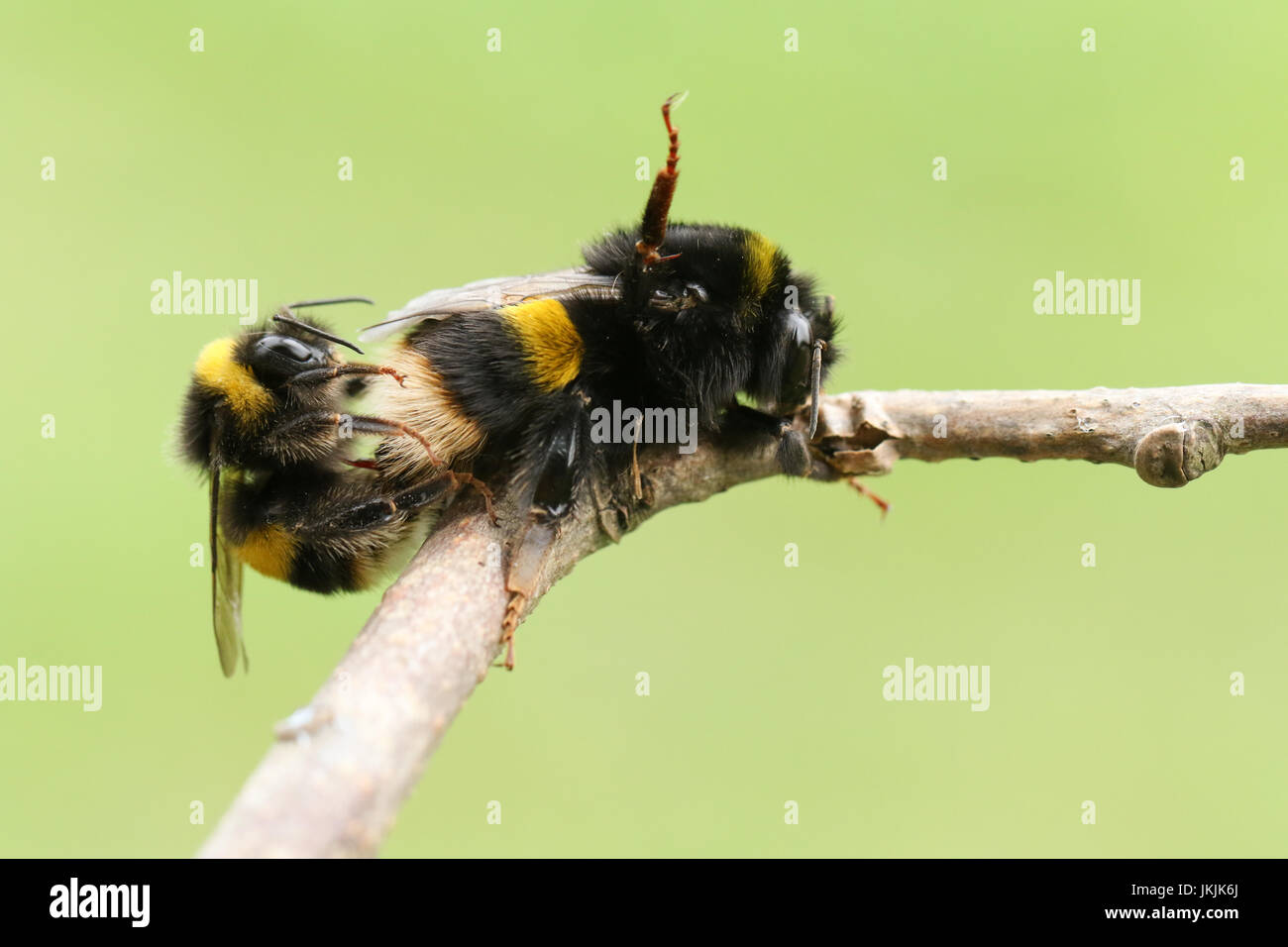 Mating bees hi-res stock photography and images - Alamy