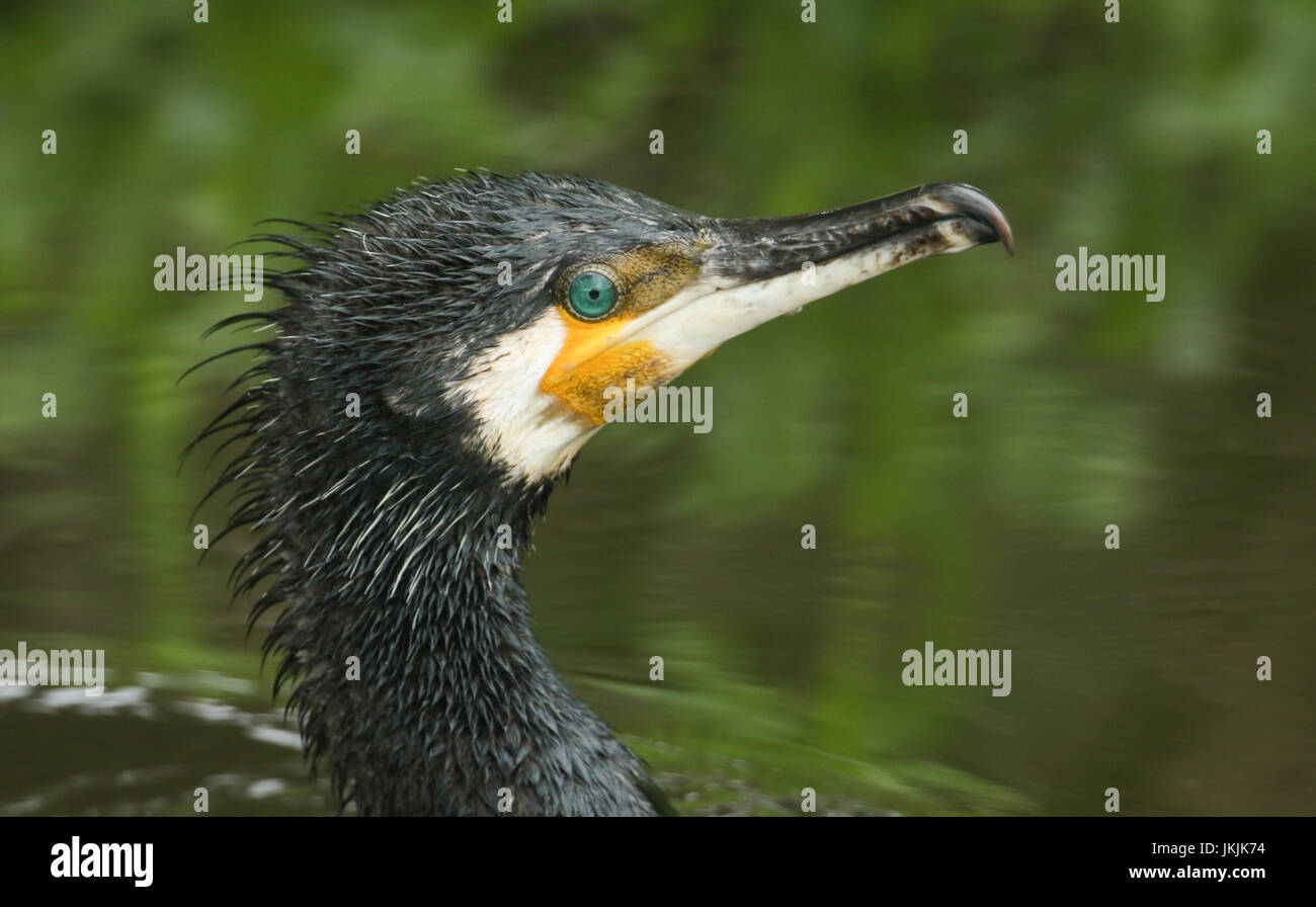 Stunning british birds hi-res stock photography and images - Alamy