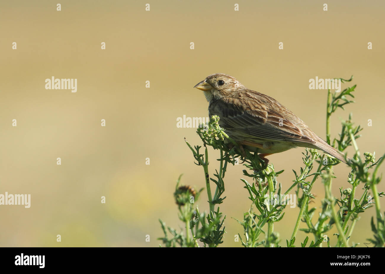 A Corn Bunting (Emberiza calandra) perched on a plant Stock Photo - Alamy