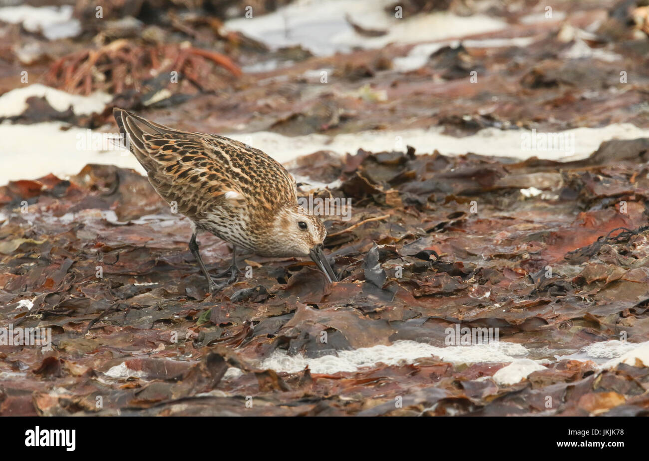 A pretty Dunlin bird (Calidris alpina) searching for food in the ...