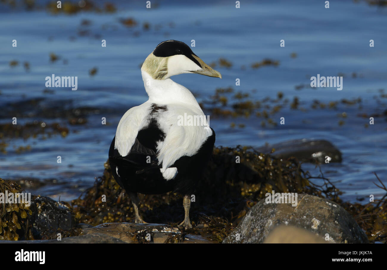 Male eider duck britain hi-res stock photography and images - Alamy