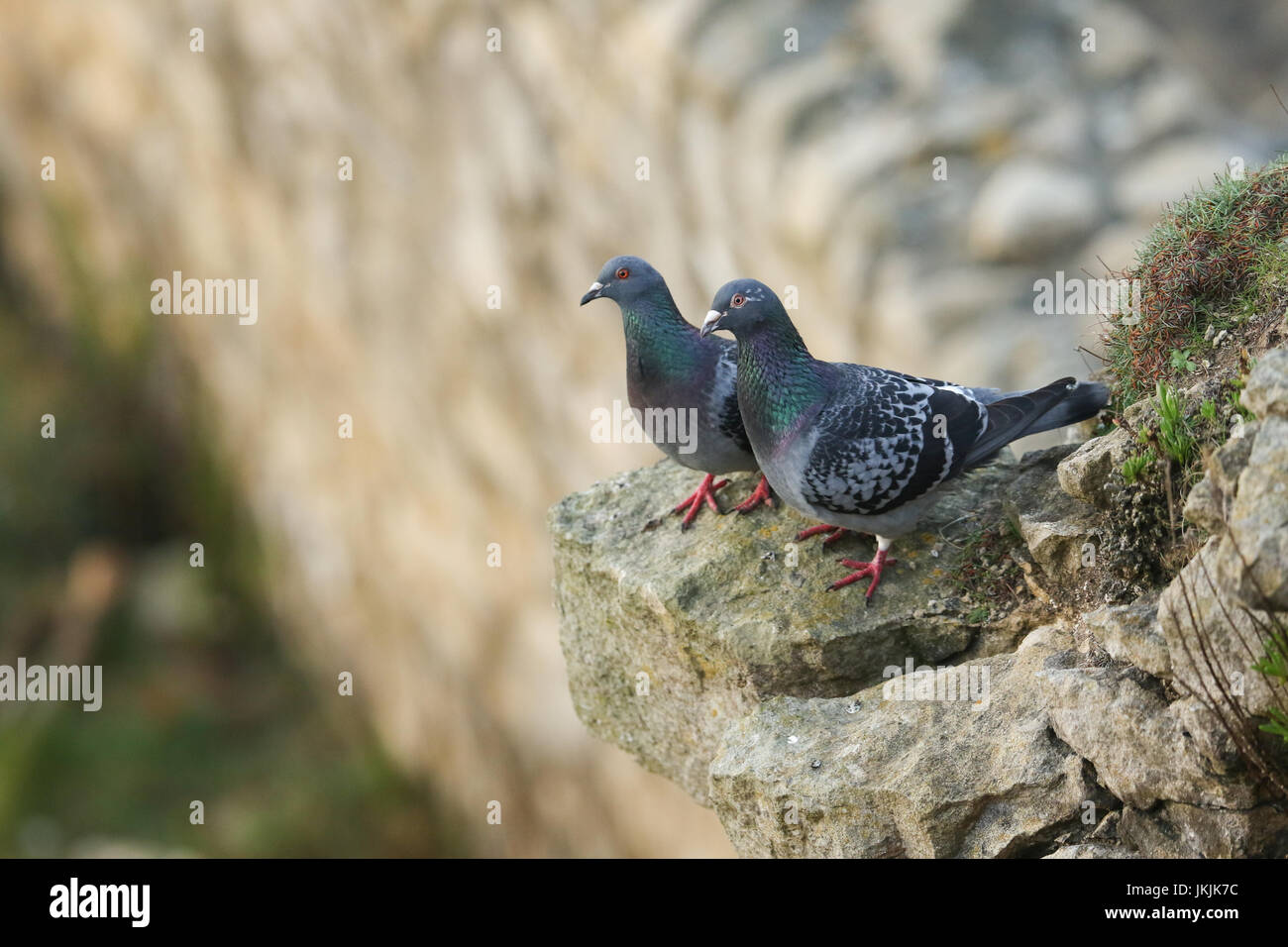A pair of Feral Pigeons (Columba livia) perched on a rock at the edge ...