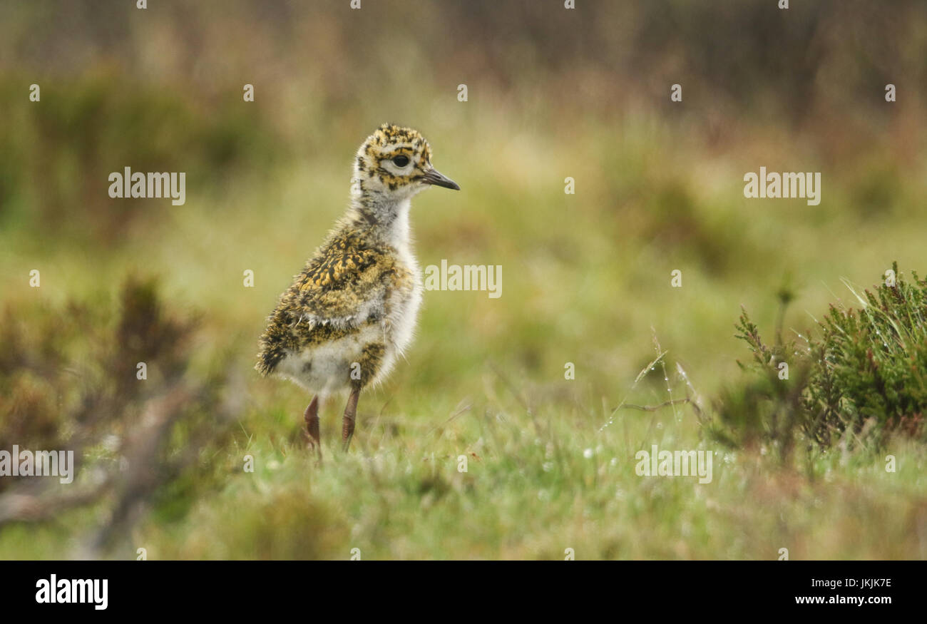 Pluvialis apricaria nature hi-res stock photography and images - Alamy