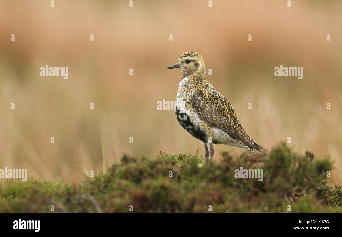 England Moorland Bird Stock Photos & England Moorland Bird Stock Images ...