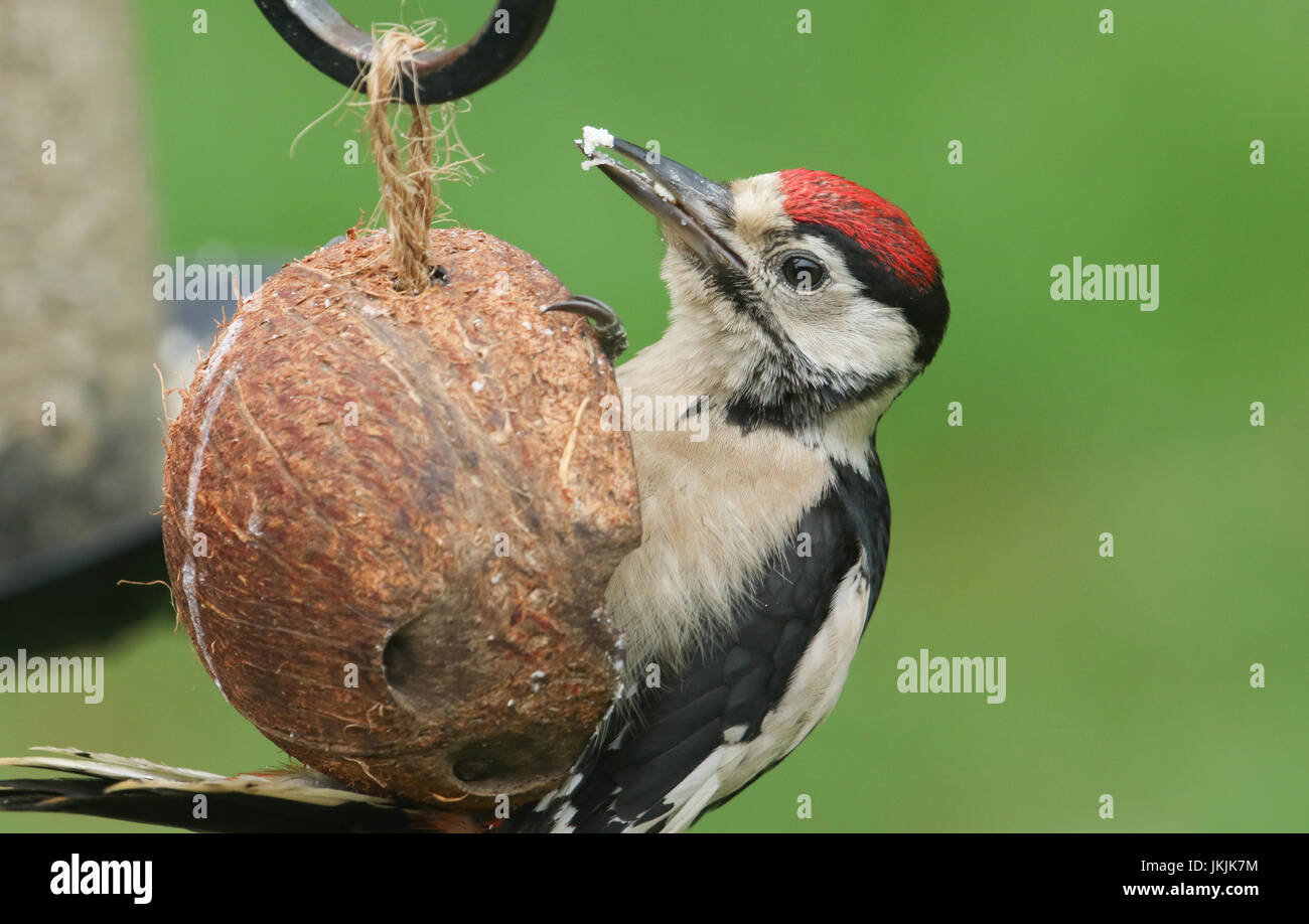 A Cute baby Great spotted Woodpecker (Dendrocopos major) perched and ...
