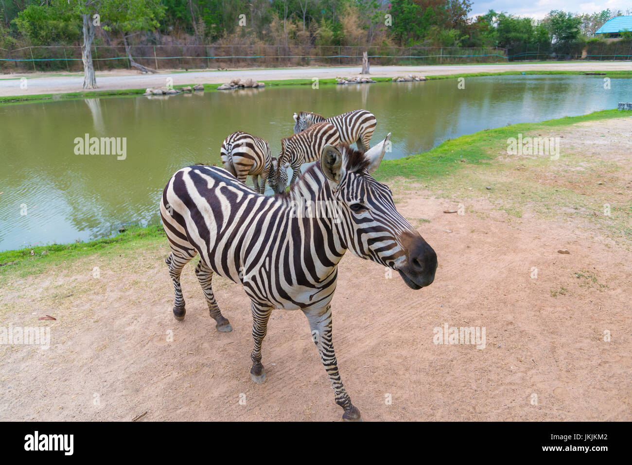 Zebra walking and standing on the ground in park Stock Photo - Alamy