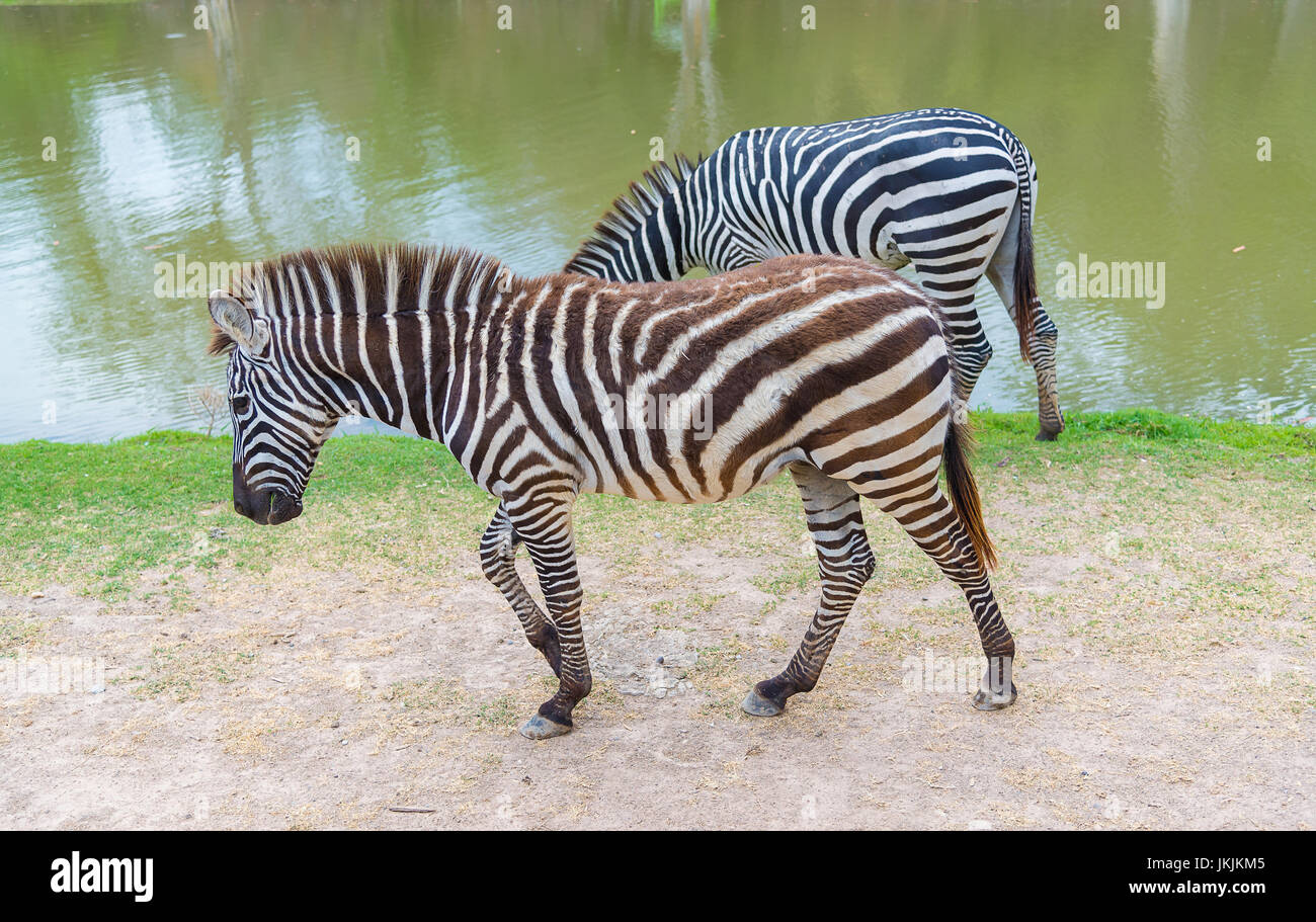 Zebra walking and standing on the ground in park Stock Photo - Alamy